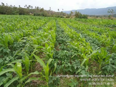 Pola Tanam yang Baik untuk Tanaman Jagung