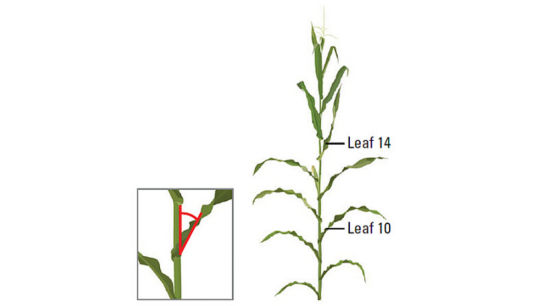 Corn Leaf Angle Response to Plant Density | Pioneer Seeds
