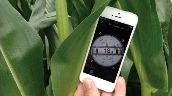Corn Leaf Angle Response to Plant Density | Pioneer Seeds