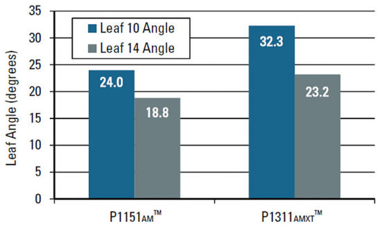 Corn Leaf Angle Response to Plant Density | Pioneer Seeds