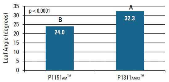 Corn Leaf Angle Response to Plant Density | Pioneer Seeds