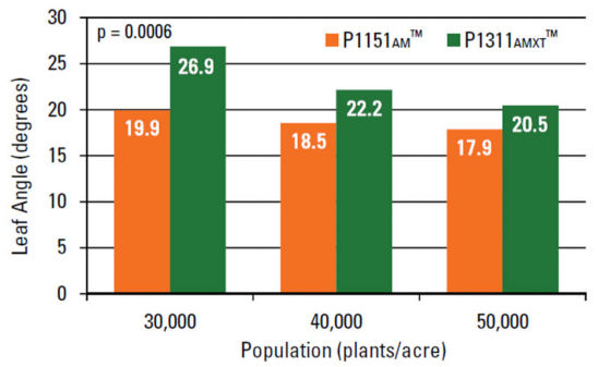 Corn Leaf Angle Response to Plant Density | Pioneer Seeds