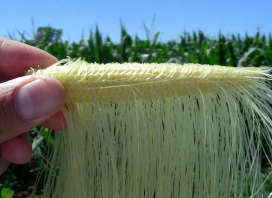 Corn Pollination Success | Pioneer Seeds
