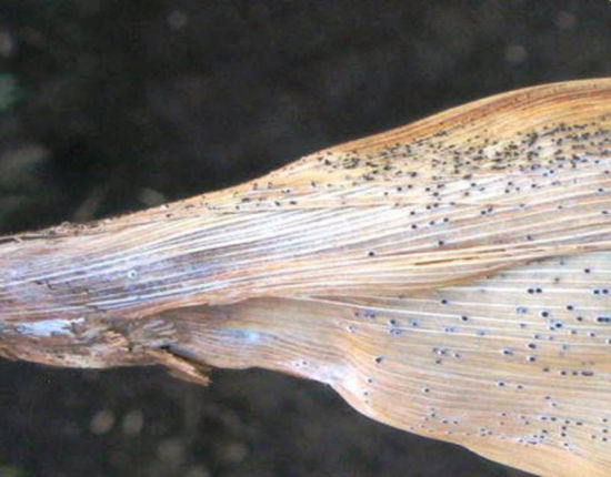 Diplodia Ear Rot | Pioneer Seeds
