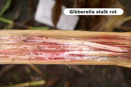 Fusarium Stalk Rot | Pioneer Seeds