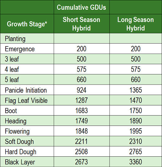 Grain Sorghum Management | Pioneer Seeds