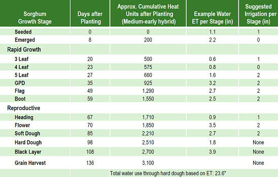 Grain Sorghum Management | Pioneer Seeds