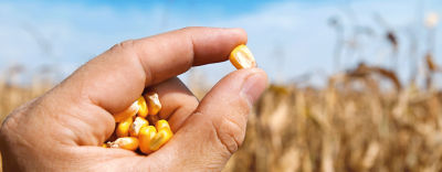 Accueil | Brevant™ Seeds