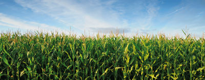 Accueil | Brevant™ Seeds