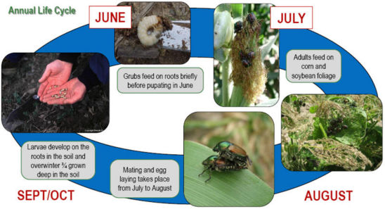Japanese Beetle | Corn | Pioneer