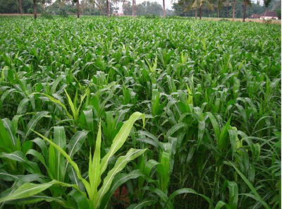 Cara Mencegah Dan Mengobati Penyakit Bulai Pada Jagung