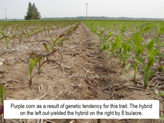 Purple Corn Syndrome | Pioneer Seeds