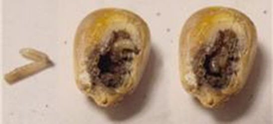 Seedcorn Maggot | Management | Pioneer