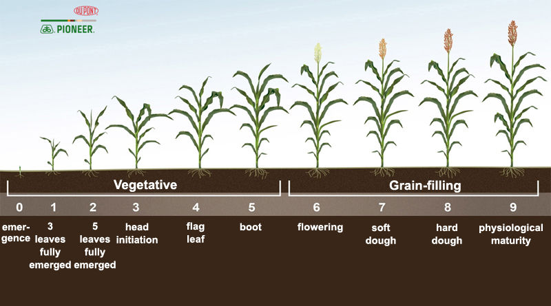 Grain Sorghum Management | Pioneer Seeds