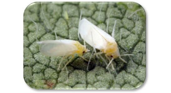 Whitefly | Pioneer Seeds