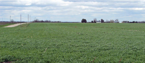 Winter Cover Crops for Corn and Soybean Cropping Systems | Pioneer Seeds
